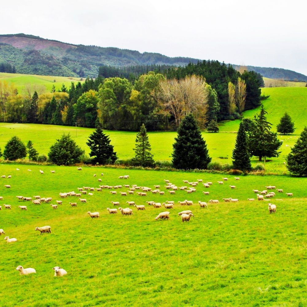 Effluent Spreading | Clements Agri Services | Matamata, New Zealand